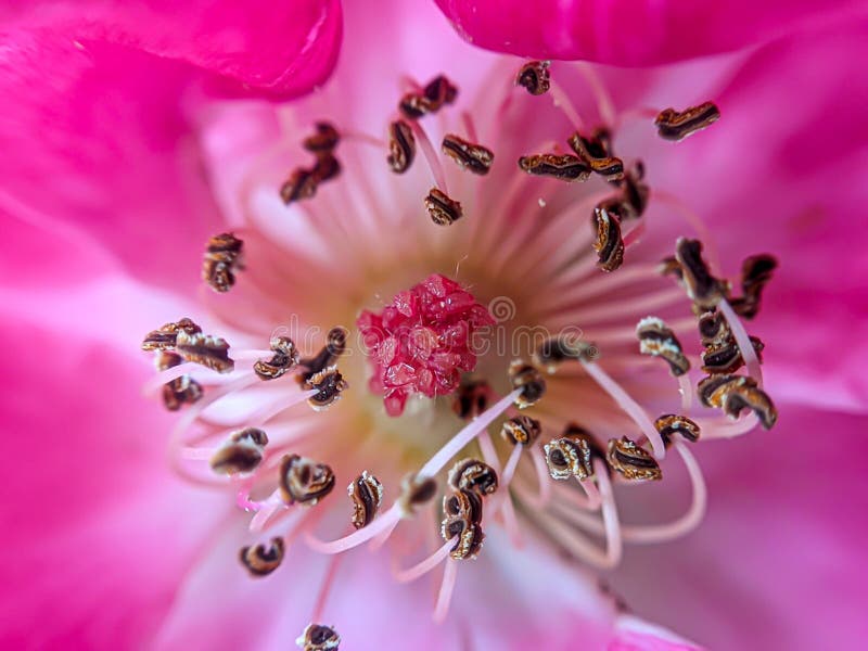 Close Up of Rose. Inside Part of Rose Stock Image - Image of event ...