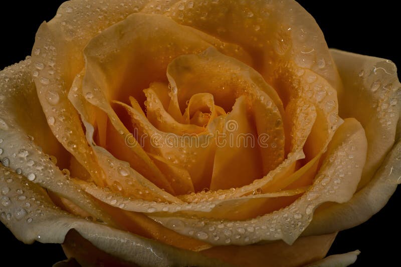Close Up Rose Isolated on Black Background Stock Image - Image of ...