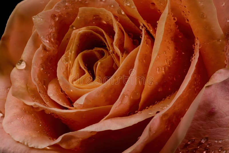 Close Up Rose Isolated on Black Background Stock Image - Image of ...