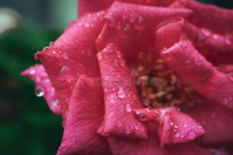 Red rose rainy day stock photo. Image of garden, grass - 181874600