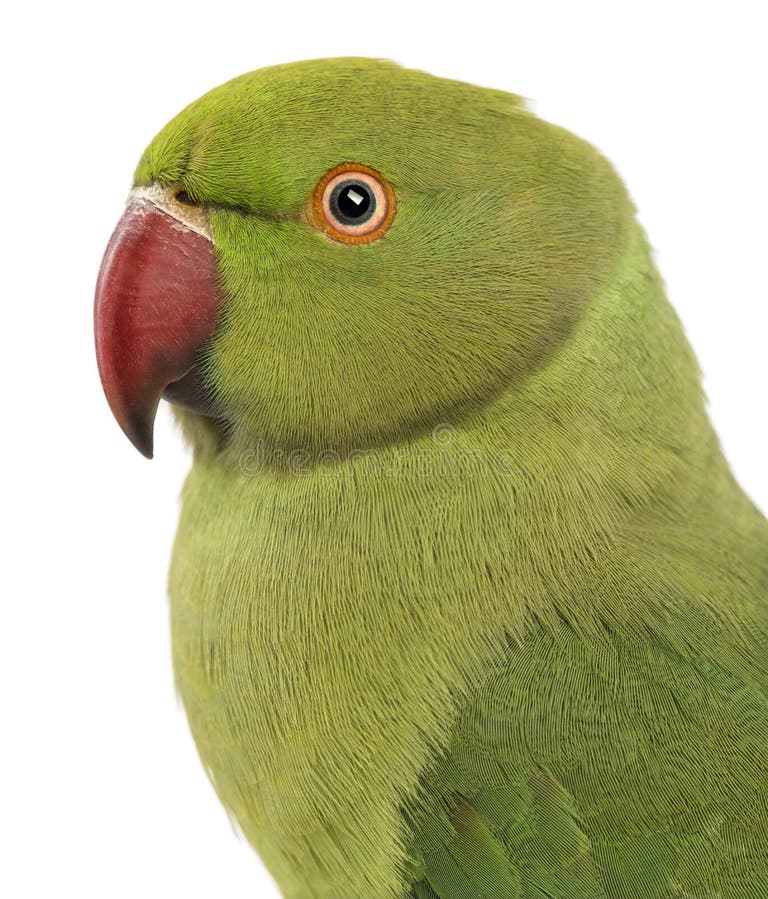 2,974 Rose Ringed Parakeetmale Stock Photos - Free & Royalty-Free Stock ...