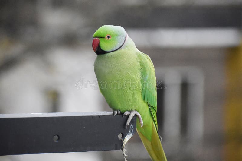 Close Up of a Rose-ringed Parakeet. Stock Image - Image of metal ...