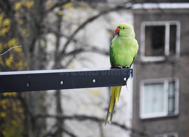 Close Up of a Rose-ringed Parakeet. Stock Photo - Image of nature ...