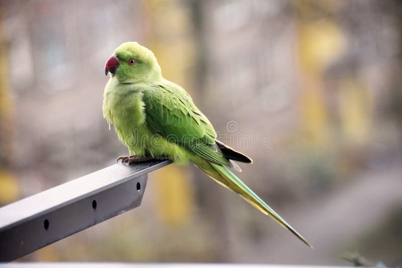 Close Up of a Rose-ringed Parakeet. Stock Photo - Image of forest ...