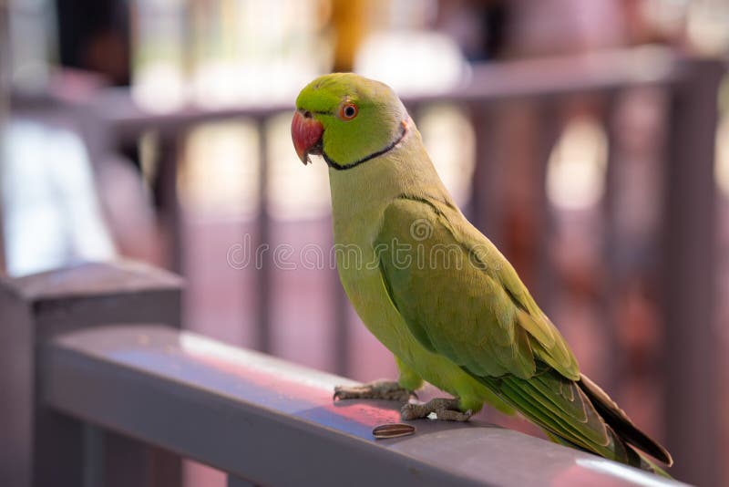 A Close Up of a Rose-Ringed Parakeet Psittacula Krameri on Railing ...