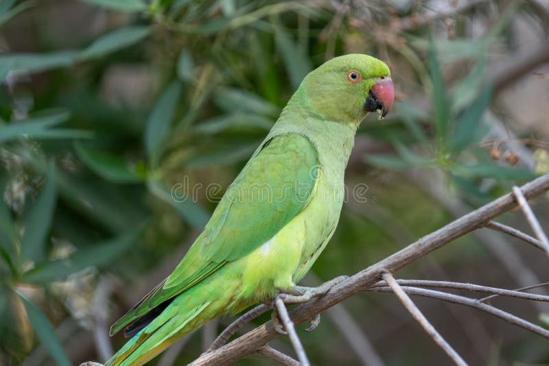 A Close Up of a Rose-Ringed Parakeet (Psittacula Krameri) in a Tree ...