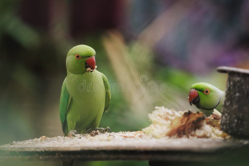 Close-Up of Rose-Ringed Parakeets Feeding on Table in Tropical Setting ...