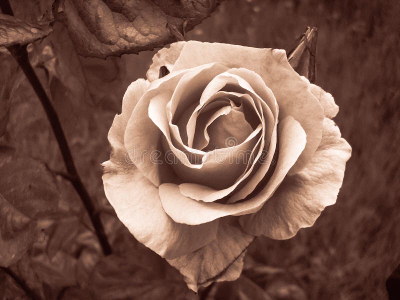 Close-up of a Rose in Sepia Tone Effect Stock Image - Image of romance ...