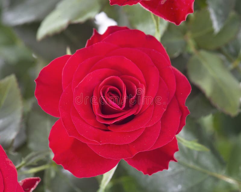 Red rose tree stock photo. Image of garden, gardening - 178518062