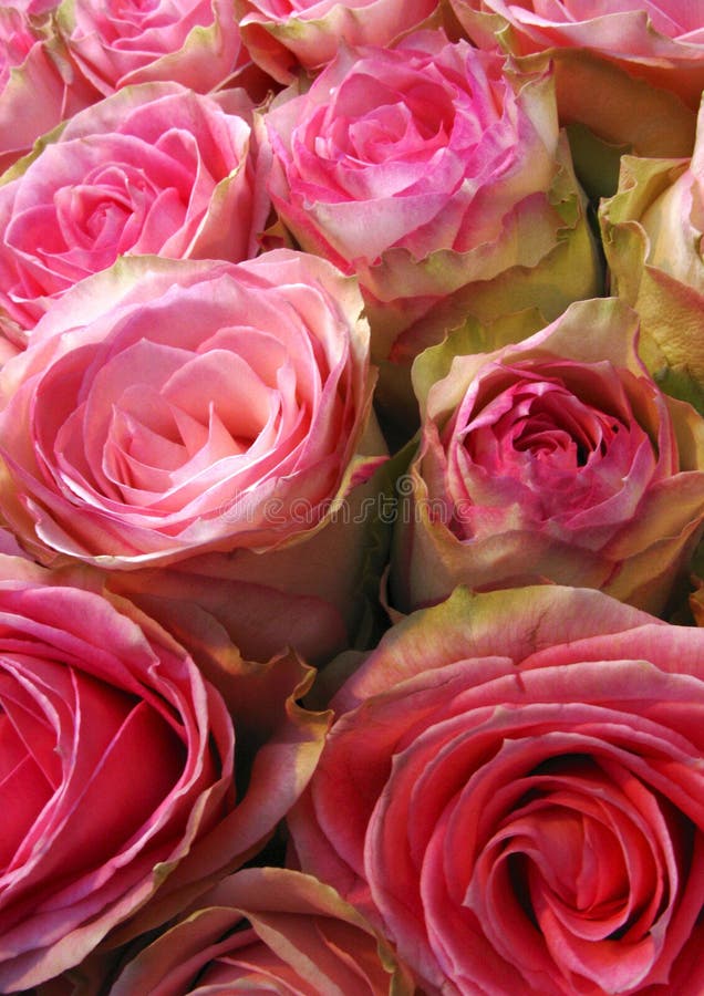 Bunch of roses stock image. Image of stall, floral, colorful - 101089547