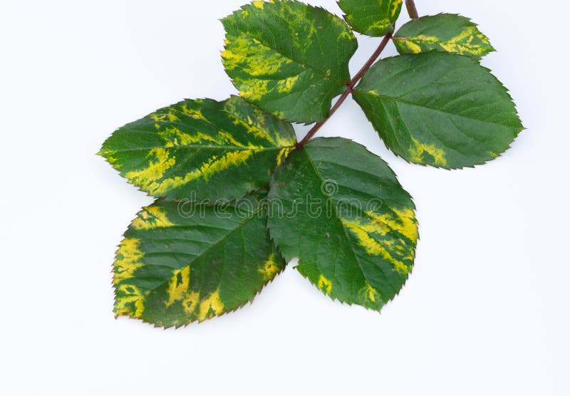 Rose Leaf Deficiency Table Stock Photos - Free & Royalty-Free Stock ...