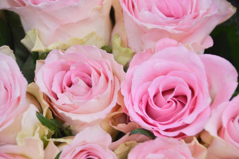 Close Up of Roses Photographed from Above Stock Photo - Image of ...
