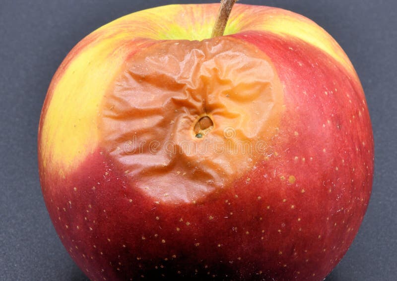 Rotten apple close up stock image. Image of uneatable - 311576155
