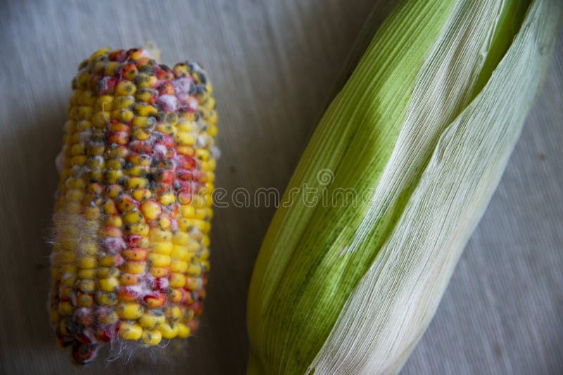 Rotten corn cob stock photo. Image of grow, corn, farming - 13015910