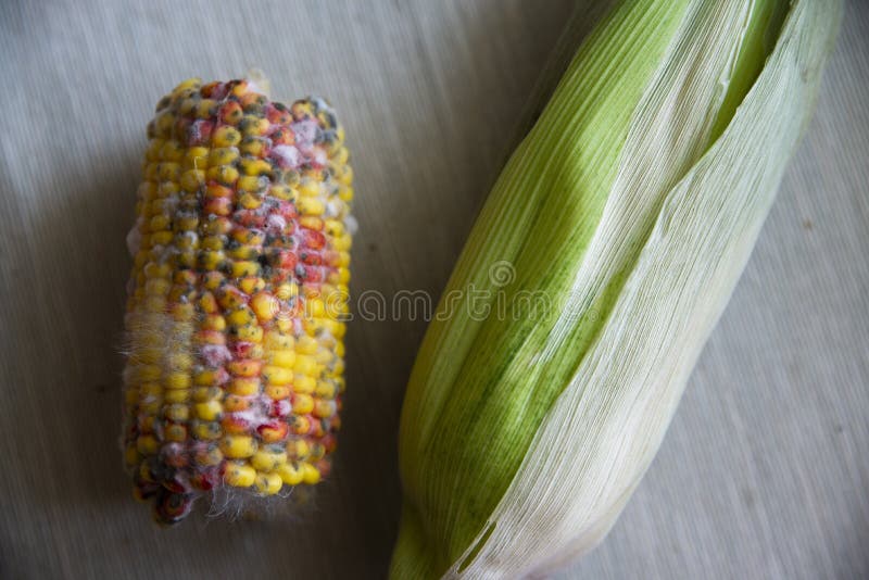Rotten corn cob stock photo. Image of grow, corn, farming - 13015910