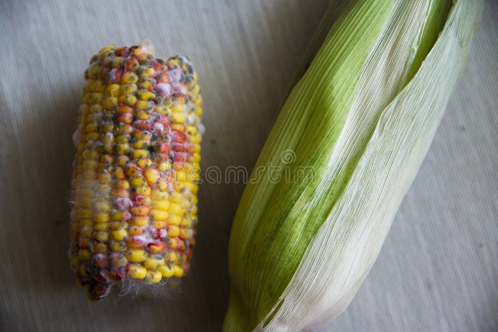 Close Up on Rotten Corn on the Table Stock Photo - Image of mold ...
