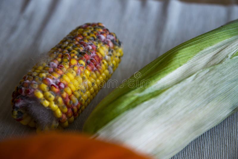 Close Up on Rotten Corn on the Table Stock Photo - Image of food ...