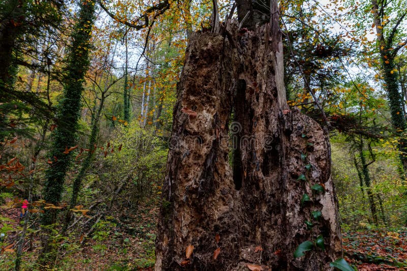 Close Up of Decaying Rotten Tree Trunk in Autumn Forest Stock Photo ...