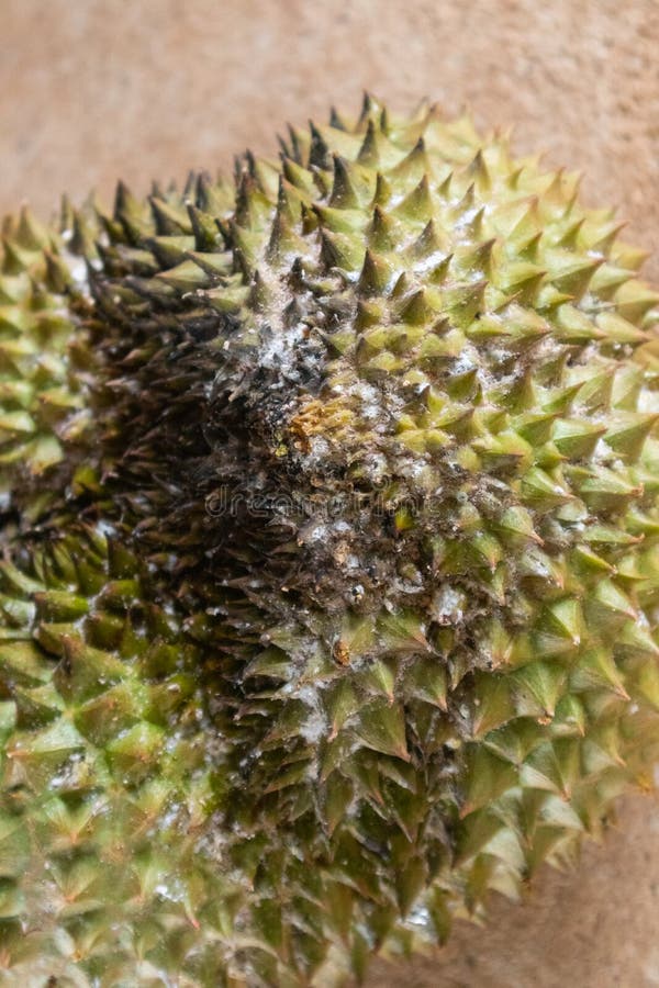 F Rotten Durian White Mold Problem Stock Image - Image of tree, life ...