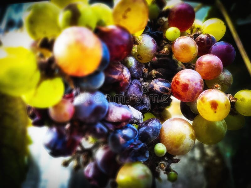 Rotten Grapes on a Vine in the Garden. Stock Image - Image of harvest ...