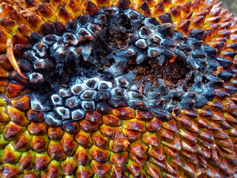 Close-up of Rotten Jackfruit Fruit Affected by Pests Stock Image ...