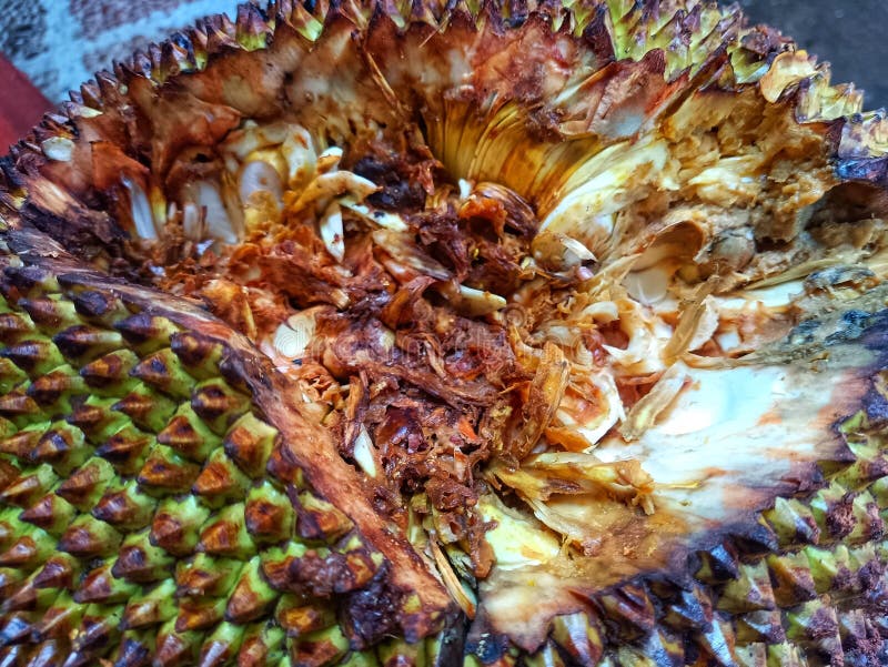 Close-up of Rotten Jackfruit Fruit Affected by Pests Stock Image ...