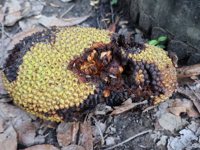 Close-up of Rotten Jackfruit Fruit Affected by Pests Stock Image ...