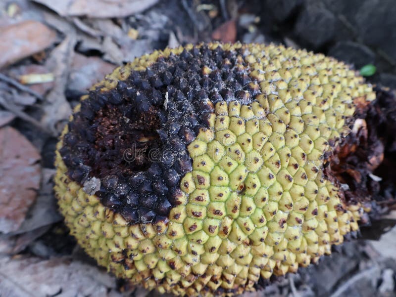 Young Jackfruit on the Jackfruit Tree Tropical Fruit Stock Photo ...