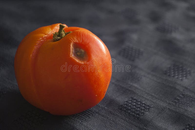 Rotten tomato stock photo. Image of tomato, plant, food - 179349646