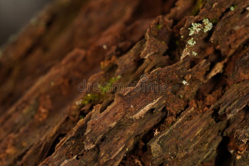 Close Up of an Rotten Tree Stump in the Forest Stock Photo - Image of ...