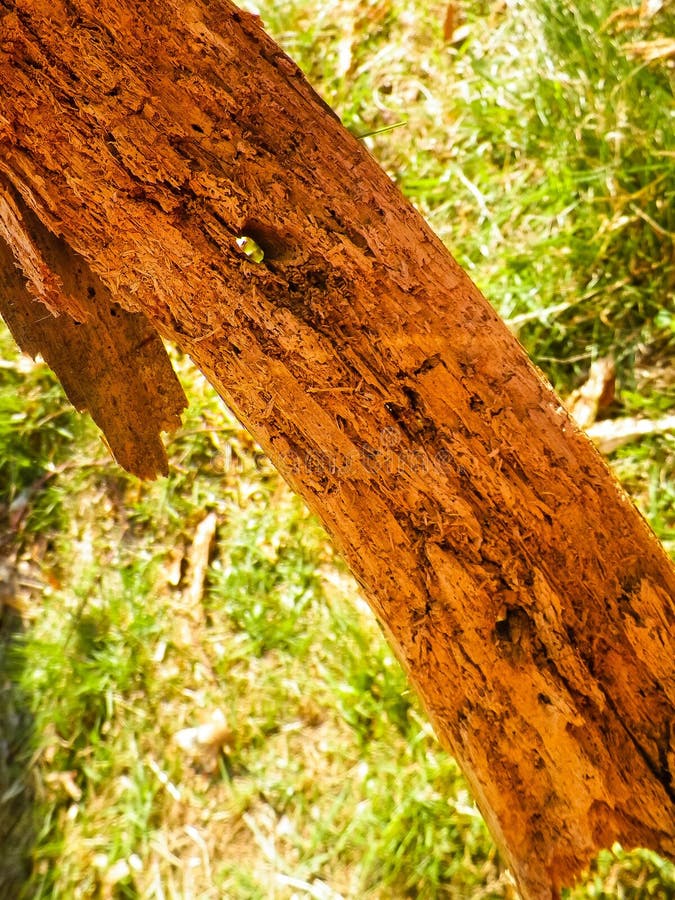 Close up of rotten wood stock photo. Image of wood, environmental ...
