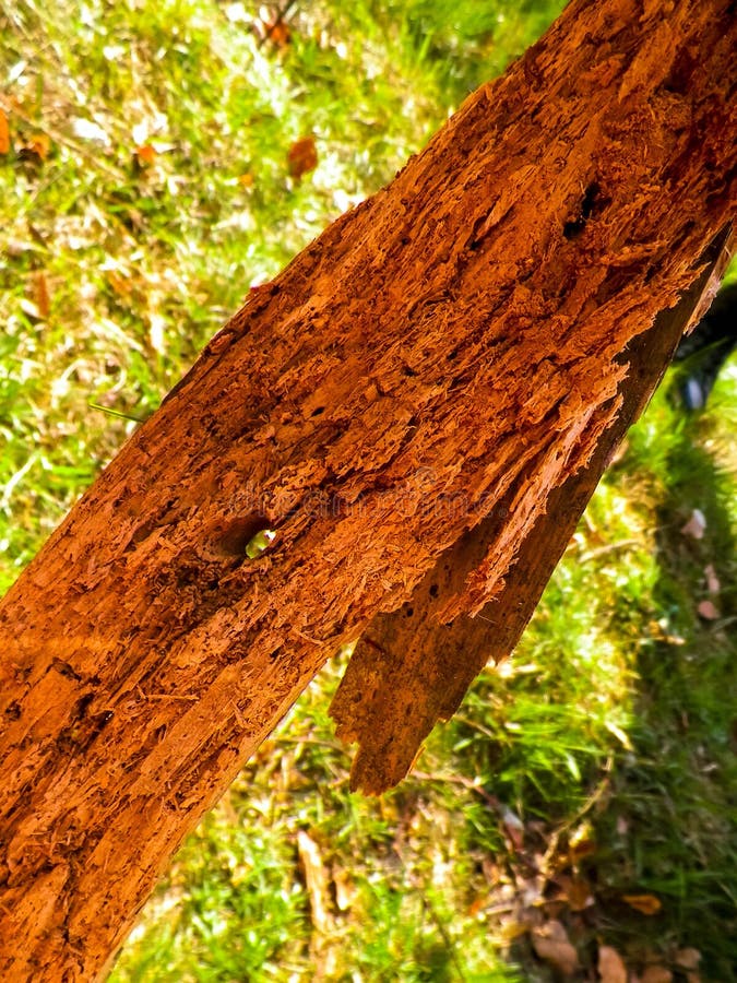 Close up of rotten wood stock photo. Image of forest - 322834450