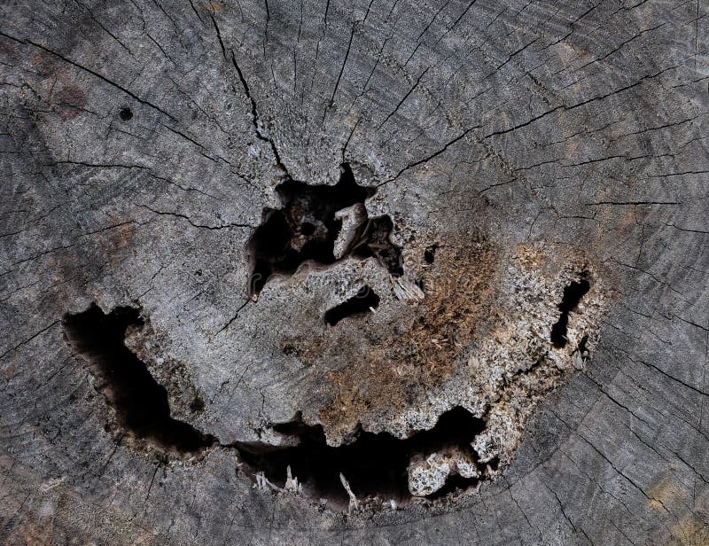 Close Up of a Rotting Log with Termite Trails Stock Image - Image of ...