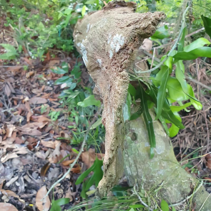 Close-up Rotting Tree Trunk Texture Stock Photo - Image of rotting ...