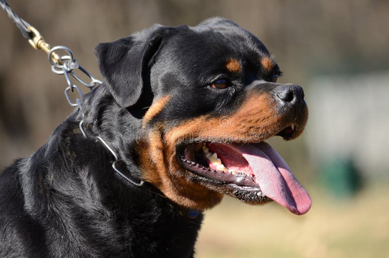 Adult Rottweiler Playing in the River Stock Image - Image of expression ...