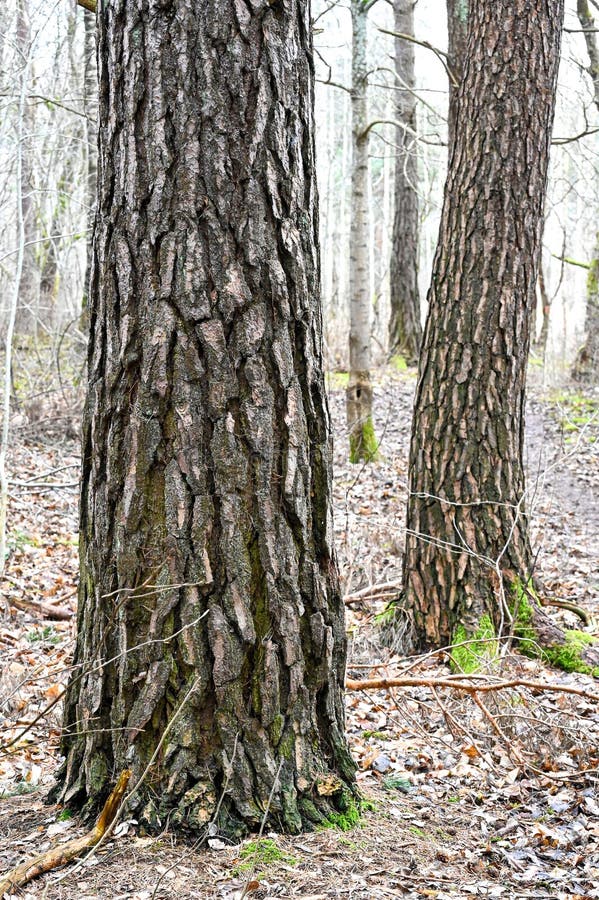 Close Up of Rough Bark on Pine Tree Stock Image - Image of trunk ...