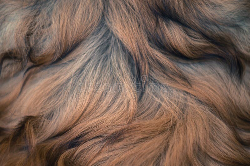 Close Up of Rough Collie Long Gold Fur Stock Image - Image of nature ...
