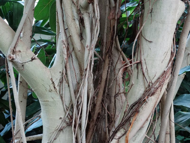 Additio Ai Stock Photos - Free & Royalty-Free Stock Photos from Dreamstime