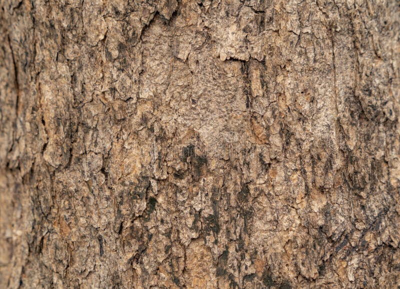 Close Up of Rough Oak Wood or Timber Surface. Tree Bark Trunk or Lumber ...