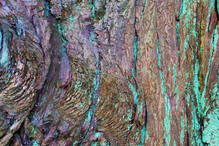 Close-up of Rough Pine Tree Bark Stock Image - Image of forest, macro ...