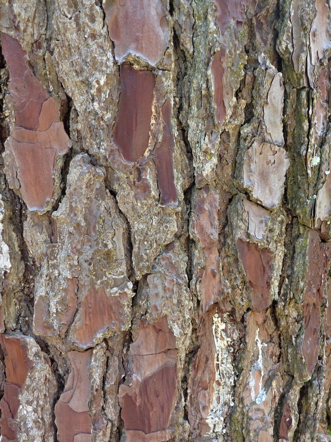 Close-up of Rough Textured Tree Bark Showing Beautiful Natural Patterns ...