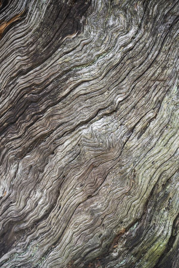 Close-up of Rough Tree Bark with Diagonal Wavy Line Patterns for ...