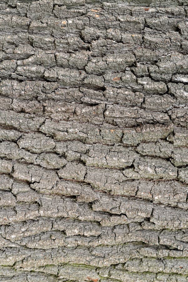 Close-up of Rough Tree Bark Surface. Stock Photo - Image of natural ...