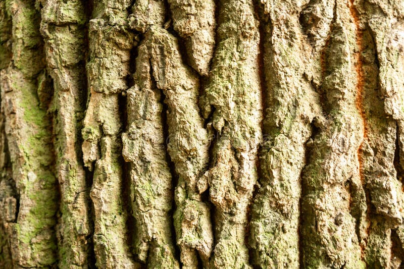 Close-Up of Rough Tree Bark Texture in Natural Light Stock Image ...