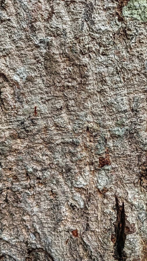 Close-up of Rough Tree Bark Texture, Showcasing Natural Patterns and ...