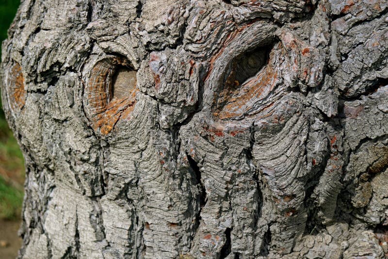 Close Up of Rough Tree Trunk for Plants Texture, Background Stock Image ...