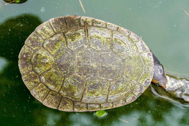 Close-up of a Round Australian Turtle in a Pool Stock Image - Image of ...