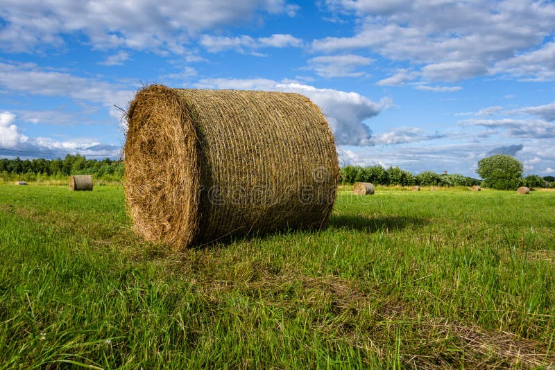 Round Bale of Hay in the Meadow after Mowing. Stock Photo - Image of ...