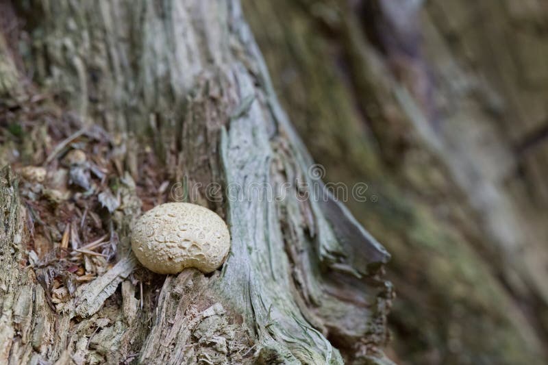 Close-up of a Round Mushroom in a Forest Stock Image - Image of stump ...