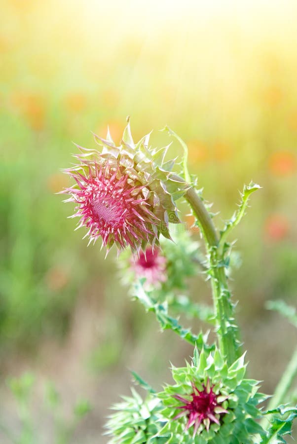 1,543 Spiky Thistle Plant Photos - Free & Royalty-Free Stock Photos ...